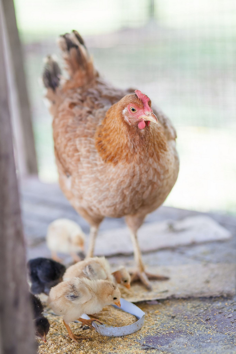 Chickens | Ways to give | Kids Alive International